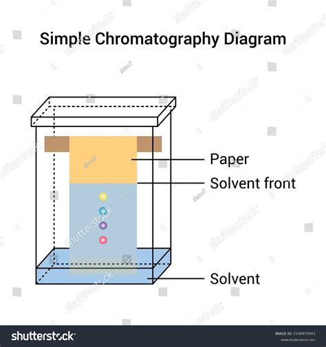 Paper Chromatography Diagram Vector Illustration Isolated Stock Vector