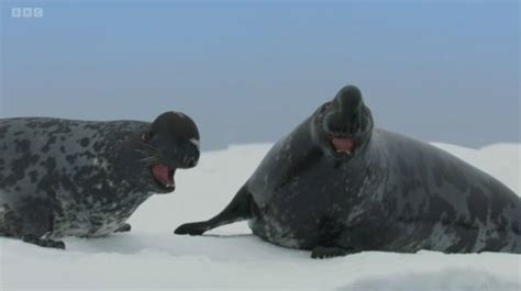 Frozen Planet Ii Reveals Seals Mating Ritual Using Expandable Sack