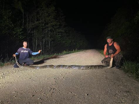 Hunters Catch Record Breaking Python In Florida Everglades