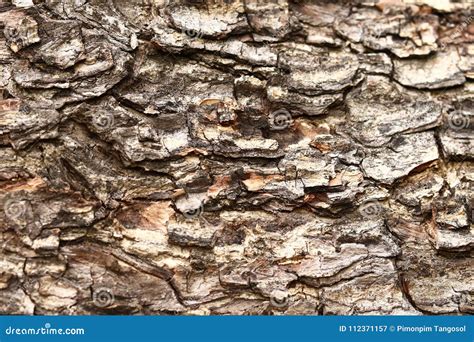 Dark Tree Bark Texture Stock Image Image Of Detail 112371157