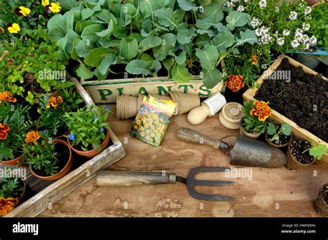 Young Vegetables Plants Young Vegetable Plants Young Vegetables Plants Junge