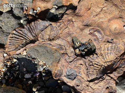 Shell Fossils 이미지 1298028485 게티이미지뱅크