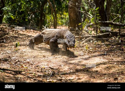 Komodo Dragon Endangered Lizard Komodo National Park Stock Photo Alamy