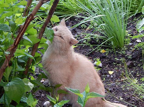 野猫嗅着树叶