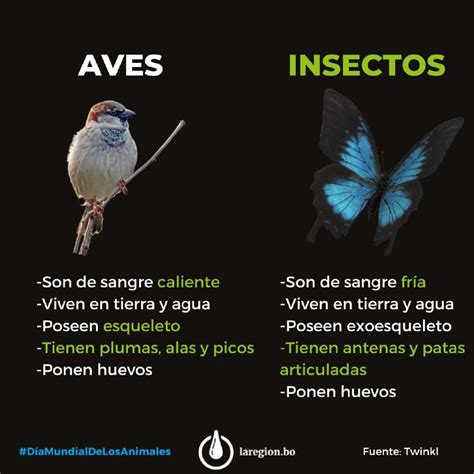 ¿cómo Se Clasifican Los Animales Periodismo De Medio Ambiente Y