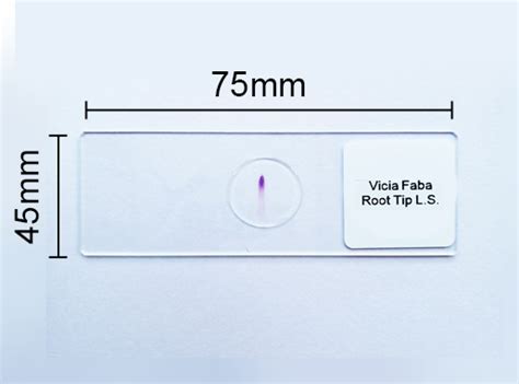 Microslides Medical Science 30 Pieces Set Human Tissue Anatomical