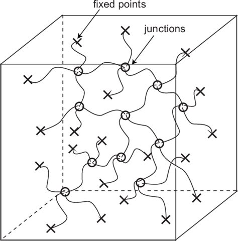 Schematic Representation Of The Polymer Networks Polymer Chains Are