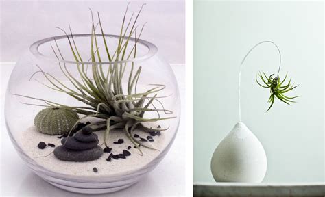 La Fabrique à Déco Une plante Un style de déco