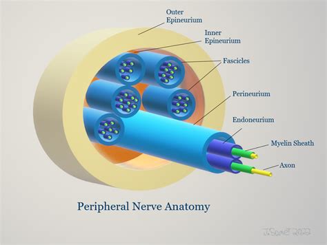 Artistic Drawing Of A Peripheral Nerve In Cross Section The Download Scientific Diagram