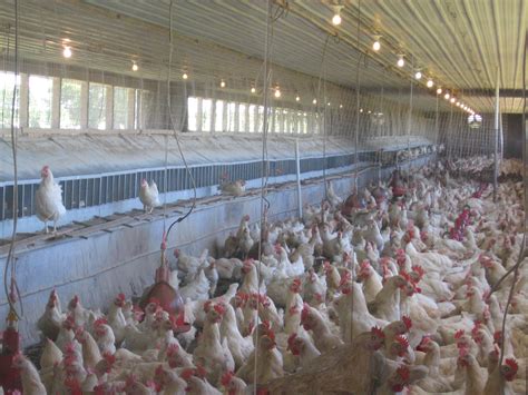 Organic Industry Watchdog Objects To Phoney Baloney Animal Welfare
