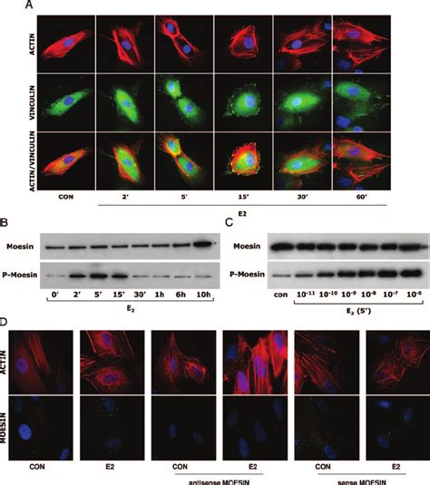Dynamic Estrogen Dependent Regulation Of Endothelial Cytoskeleton