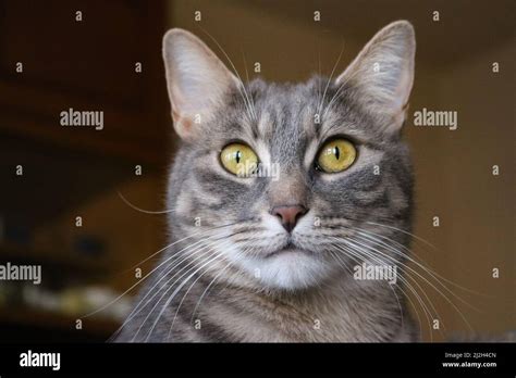 Cute Tabby Cat Stock Photo Alamy