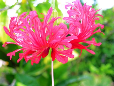 Another Flower Free Photo Download Freeimages