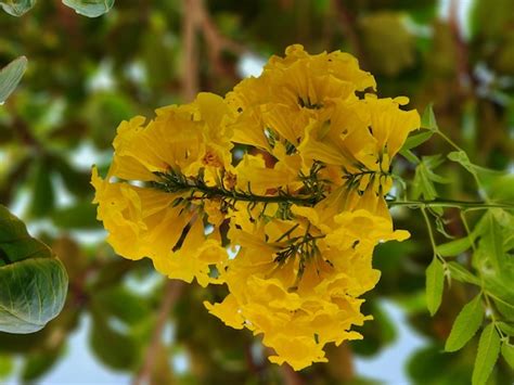 Premium Photo Tipuana Tipu Tipuana Speciosa Machaerium Tipu