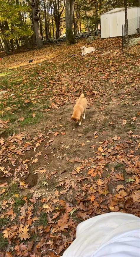 Is Anyone Elses Shiba Obsessed With Rocks Rshiba