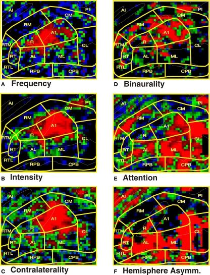 Tuning Properties Of Human ACFs A Frequency Selectivity Best