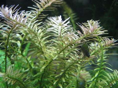 14 Meilleures Plantes Flottantes Pour Votre Aquarium Point Pet