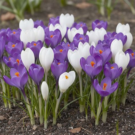 Crocus Bulbs Spring Awakening Mixed 30 Bulbs Autumn Flower Bulbs