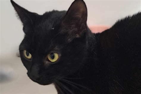 Cats For Adoption In Sussex Could You Give These Adorable Black Cats A