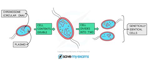 Binary Fission A Level Biology Revision Notes