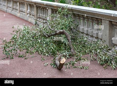 Broken Branch Damaged Tree After Storm Strong Wind Stock Photo Alamy