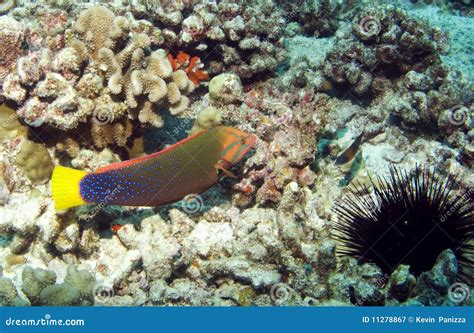 Yellowtail Coris Stock Image Image Of Nature Tropical 11278867