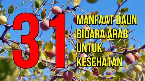 2 Kegunaan Daun Bidara Yang Ternyata Sangat Efektif Untuk Kesehatan