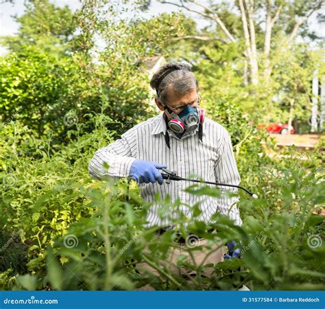 Mens Die Zijn Van Insecten Vergeven Tomatenplanten Bespuiten Stock Foto