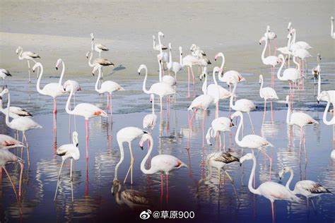 这里是中东阿拉伯联合酋长国，那次自驾到迪拜和阿布扎比，还有沙加