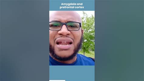 Amygdala And Prefrontal Cortex Youtube