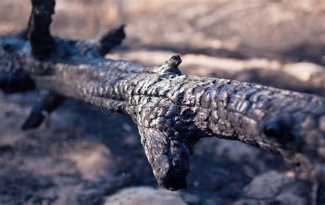 Charred Tree Trunk After Fire Stock Image Image Of Embers Conflagration 74488169