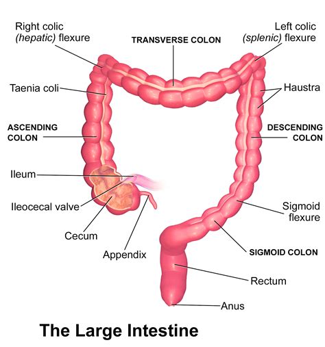 Digestive System Diagram Coelom How To Draw Human Digestive