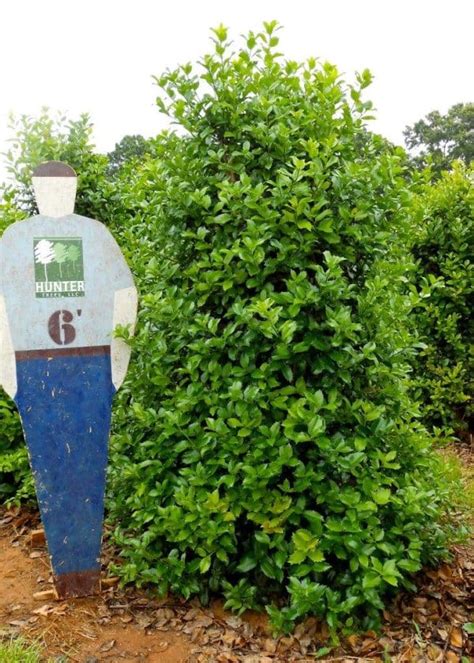 Emily Bruner Holly 7 Hunter Trees Llc