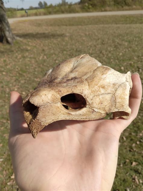 Alligator Snapping Turtle Skull They Can Grow 2 3x This Size And Live
