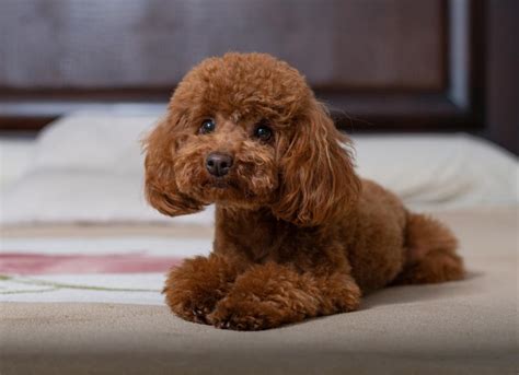 Puppies Poodle Donn