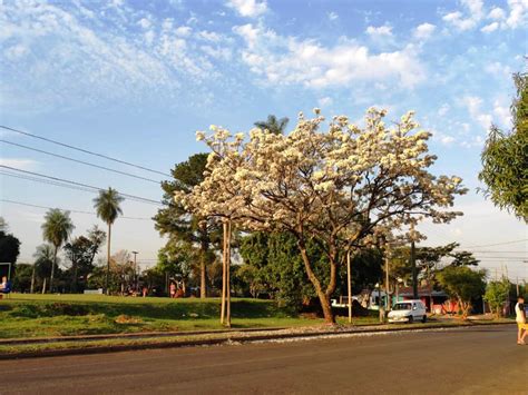 Postales Que Se Viralizan El Lapacho Blanco De La Avenida Martín