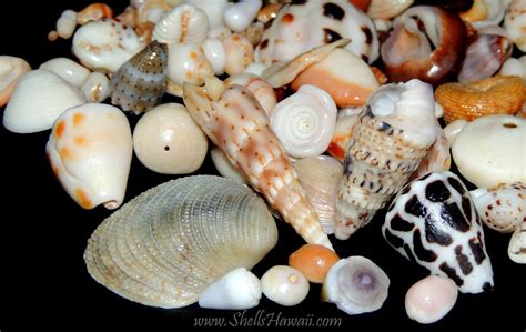 Hawaiian Seashells Kauai Shells Collection