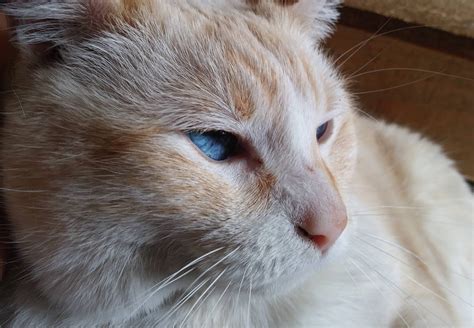 Kitty Blues By Friedmashedpotatos On Deviantart