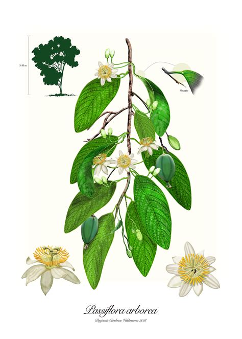 Benjamin Cardenas Passiflora Arborea