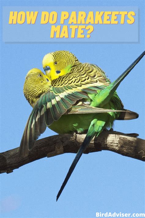 The Different Mating Behaviors Of Female Parakeets Master Parrot