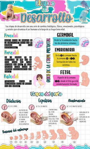 T citologia Citología vaginal en ratas Qué es el Ciclo estral