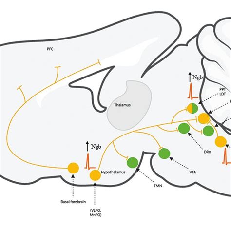 Neuronal Pathways That Regulate Sleep The Ventrolateral Preoptic