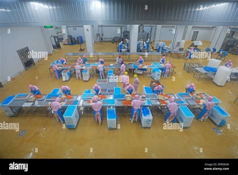 Workers Are Busy In The Chicken Segmentation Workshop In A Food