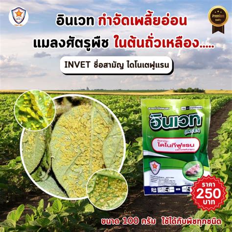 การใช้ Invet ผสมปุ๋ยสตาร์เฟอร์ 30 20 5 ฉีดพ่นป้องกันและกำจัดเพลี้ยอ่อน