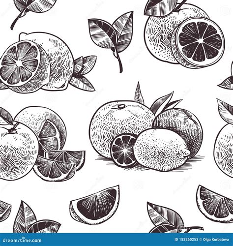 La Naranja Da Fruto Modelo Incons Til Los Agrios Del Vintage Dan