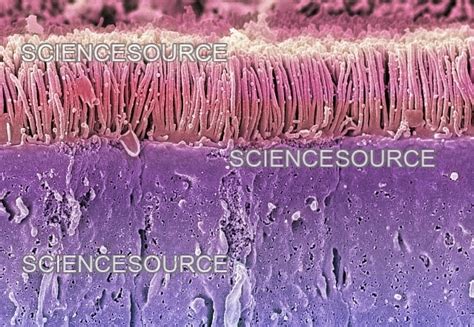 Intestinal Microvilli Under A Microsc Stock Image Science Source Images
