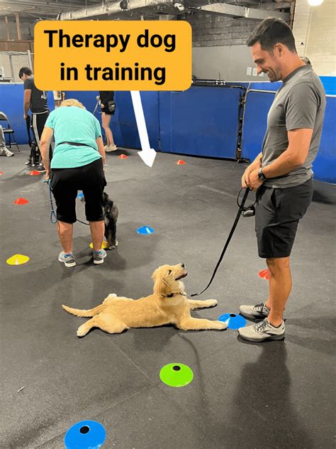 Therapy Dog Vs Service Dog Understanding The Differences And Benefits