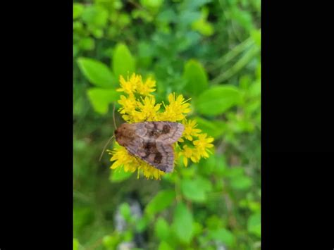Bronze Cutworm Moth In Northborough Sudbury Valley Trustees