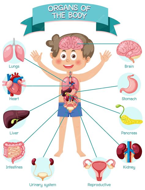 Cartoon Human Body Male And Female Internal Organs Humans 47 Off