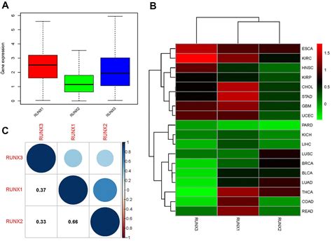 Prognostic Value And Immune Characteristics Of RUNX Gene Family In Human Cancers A Pan Cancer